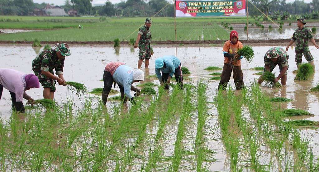 Gerakan Tanam Padi Serentak Kodim 0722/Kudus