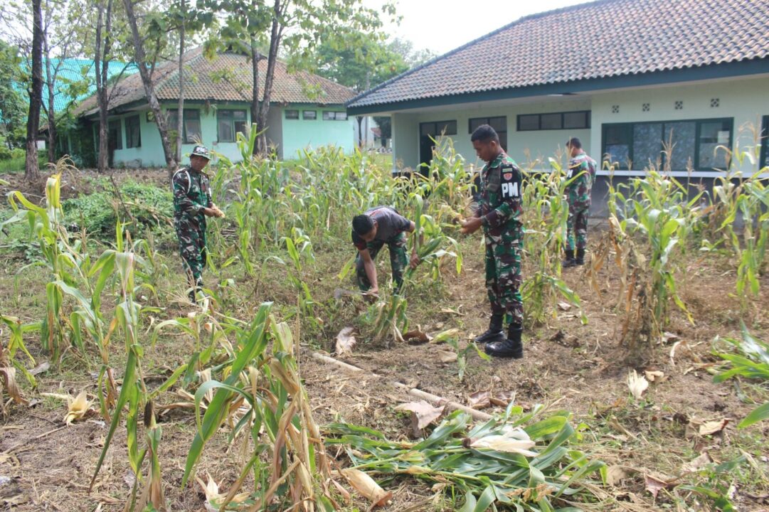 Wujudkan Ketahanan Pangan, Prajurit Yonpomad Puspomad Panen Jagung